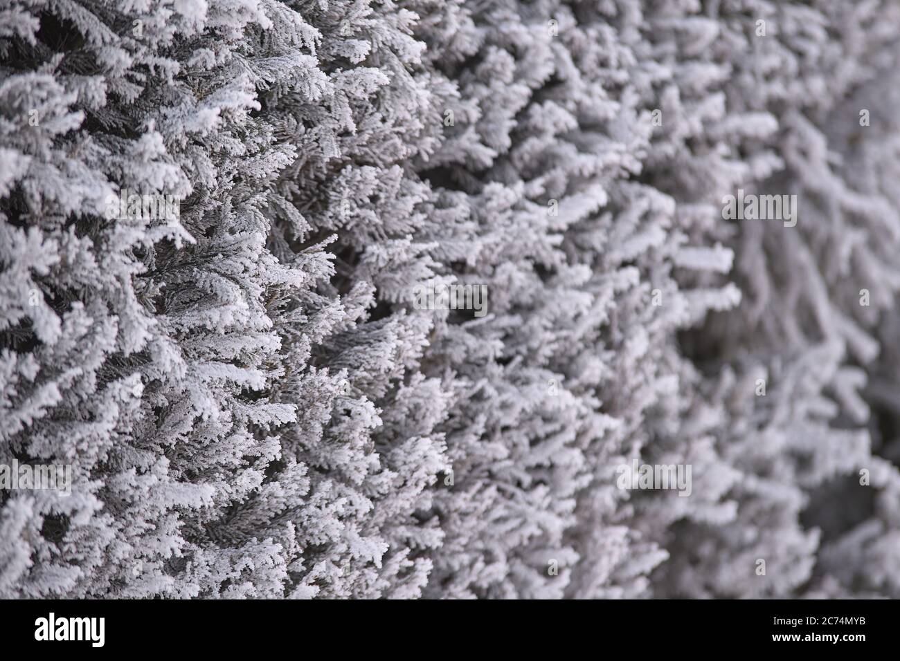 White fluffy snow. Green branches spruce. Horizontal Stock Photo - Alamy