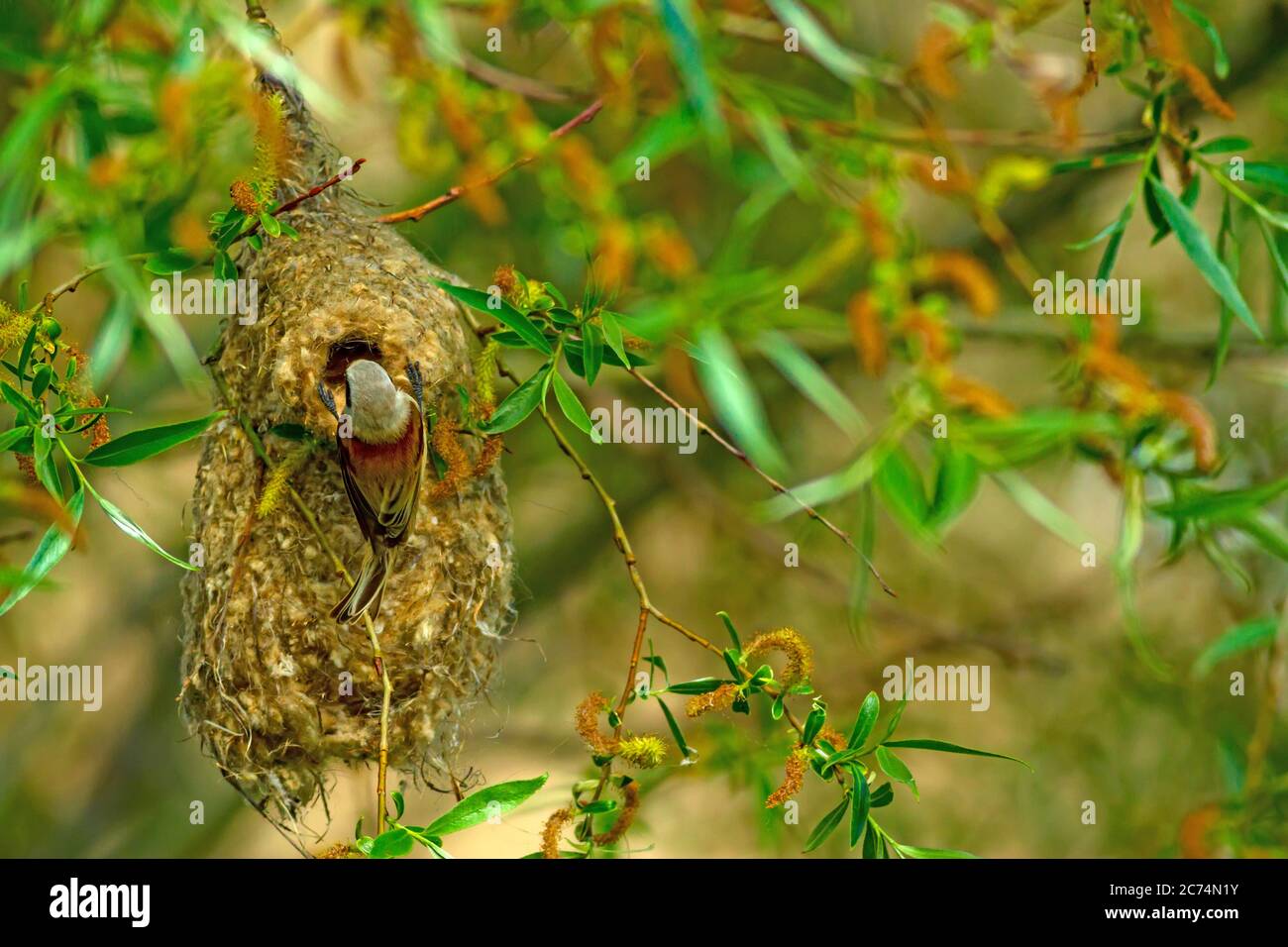 Cute little bird and its nest. Green nature background. Common bird ...