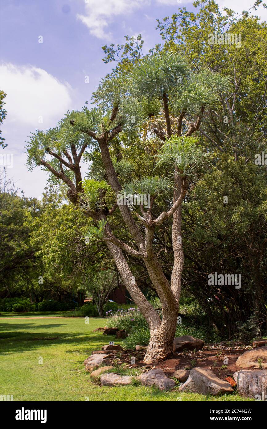 Botanical garden in bloemfontein hi-res stock photography and images ...