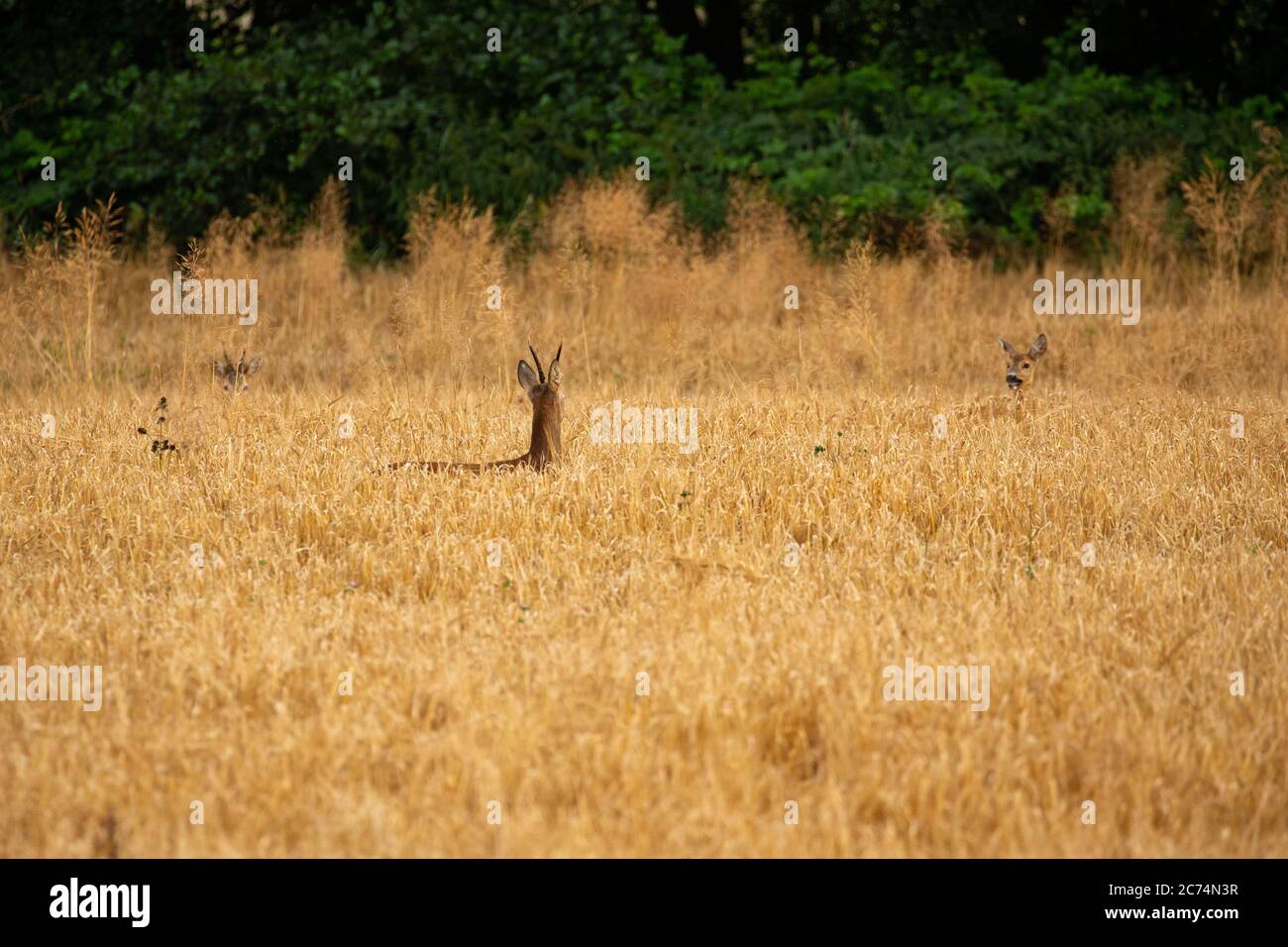 Roe deer in the magical nature. Beautiful european wildlife. Wild ...