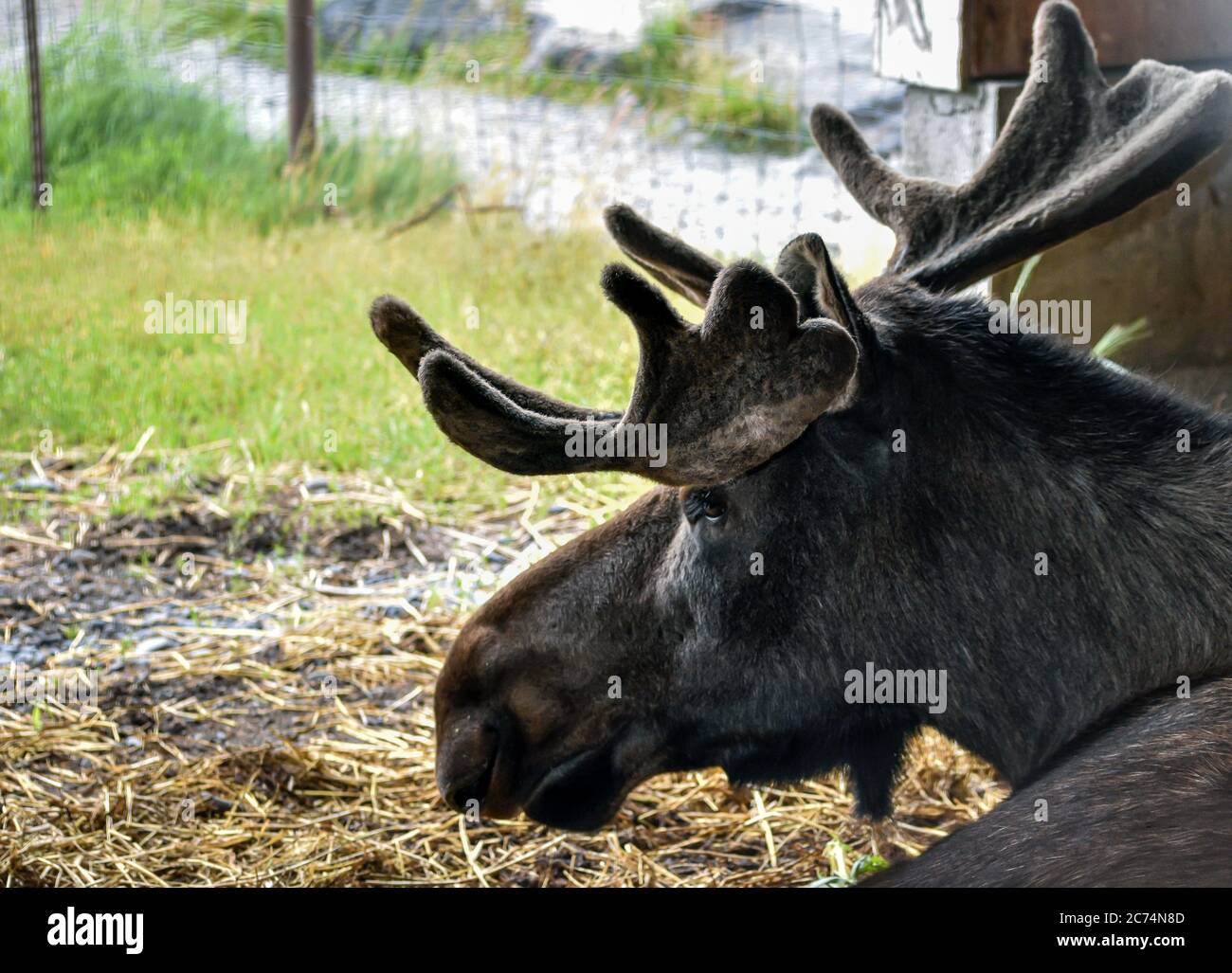 Close up of moose hi-res stock photography and images - Alamy