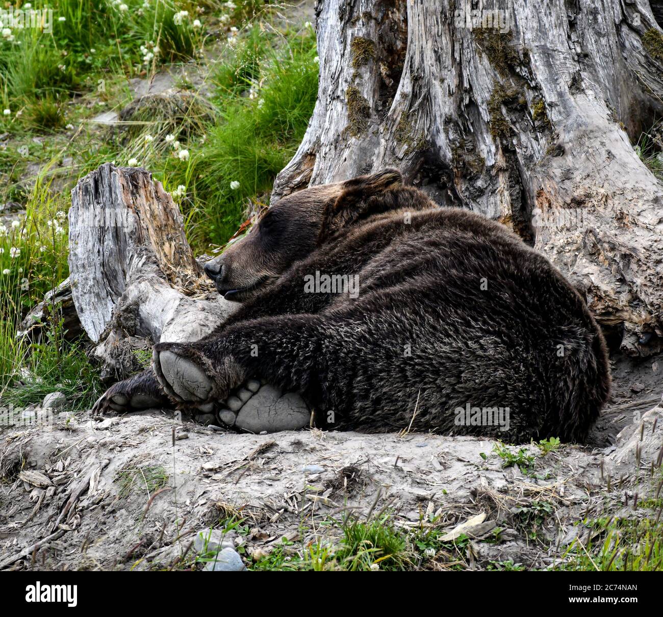 bear sleeping next to tree Stock Photo - Alamy