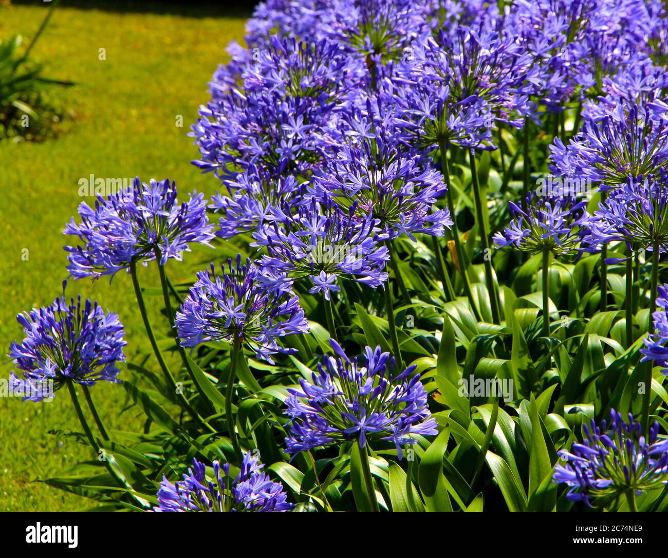Purple Agapanthus africanus in sun with green foliage in full flower in ...