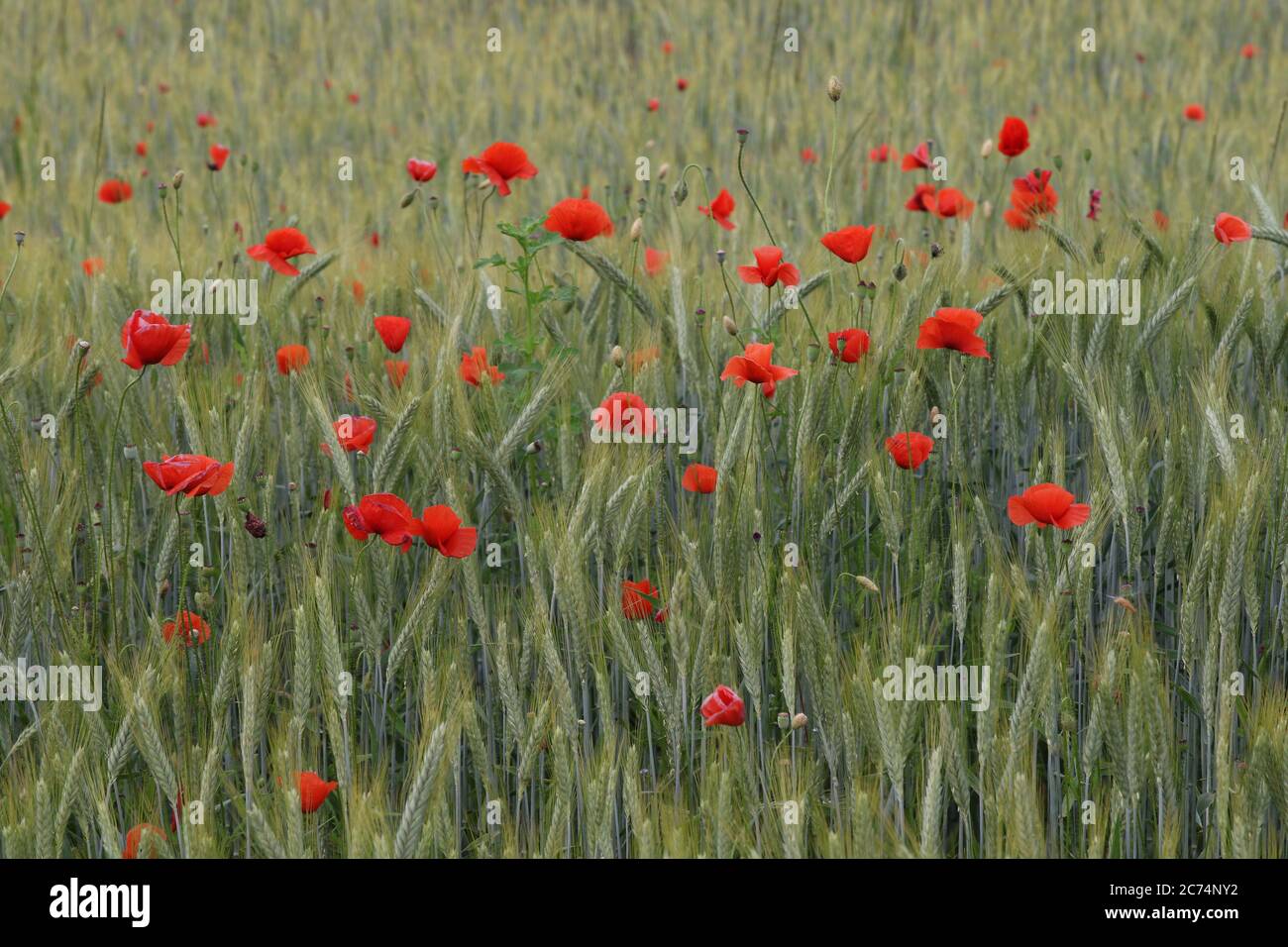 Red poppy field with a rye meadow Stock Photo - Alamy