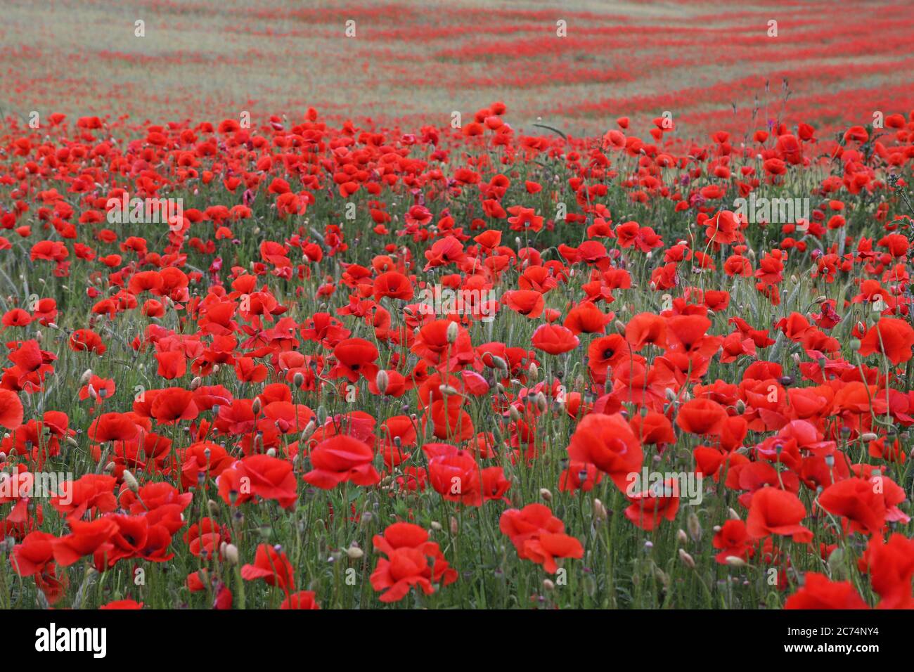 Red poppy field with a rye meadow Stock Photo - Alamy