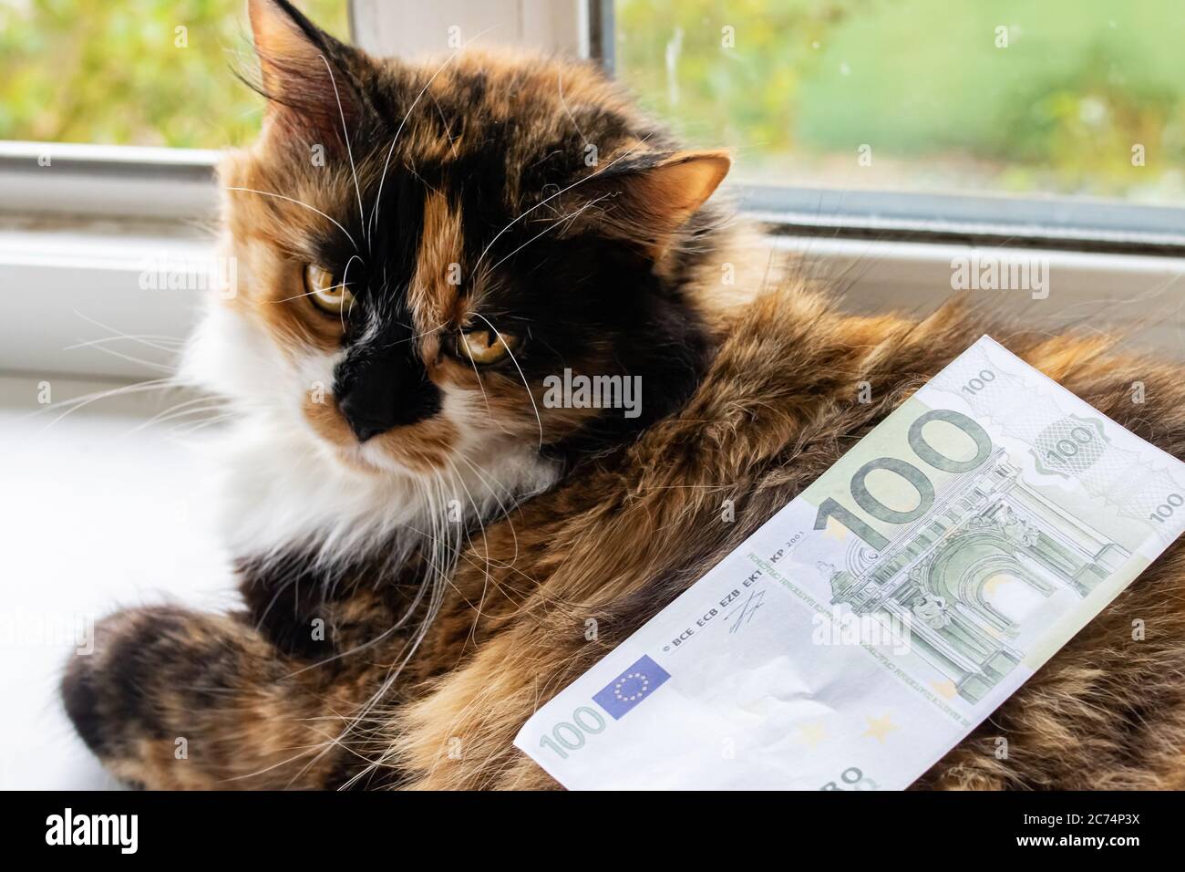 Fluffy cat and a euro bill closeup Stock Photo - Alamy