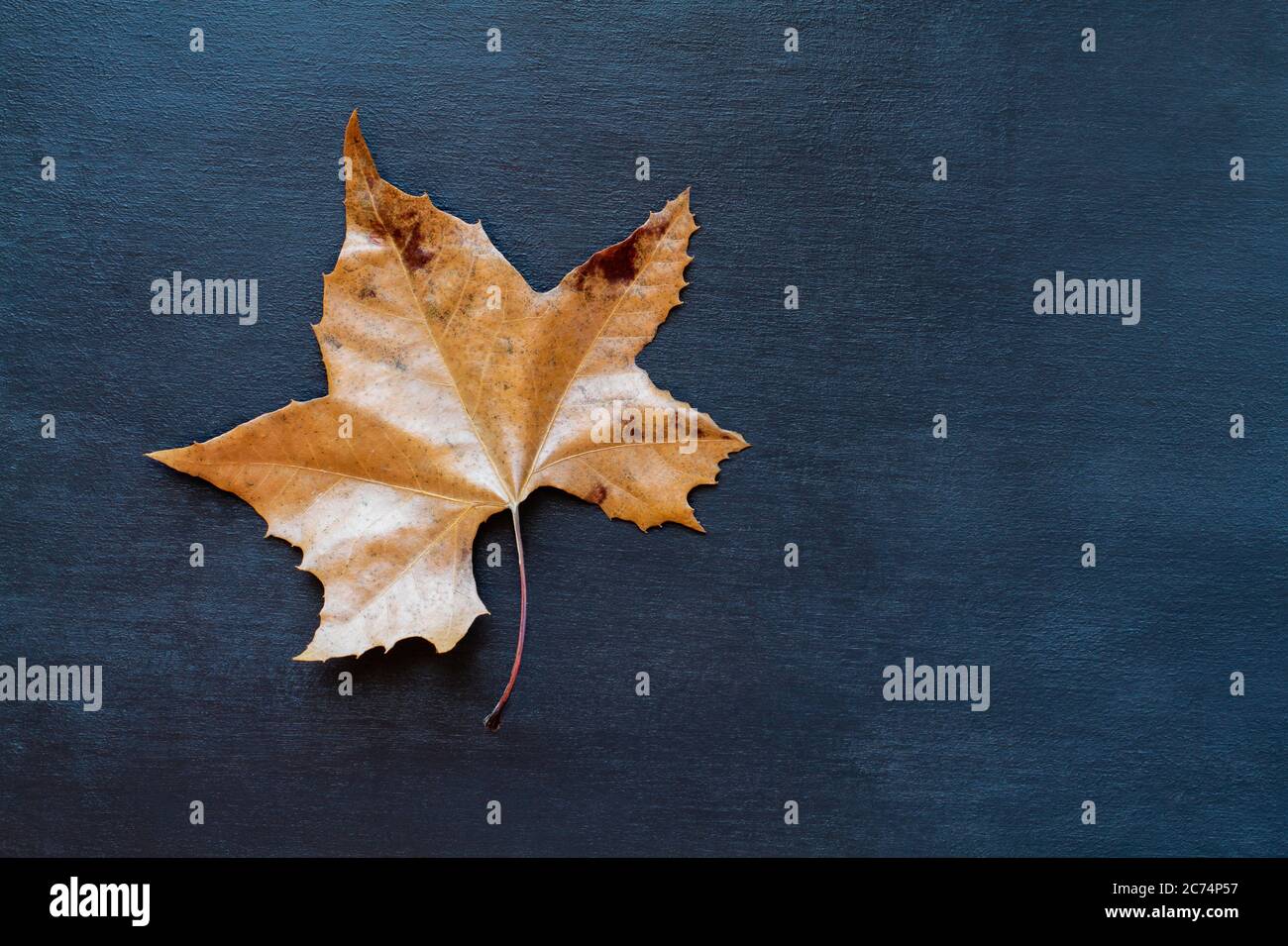 Copy Dead Leaf High Resolution Stock Photography and Images - Alamy