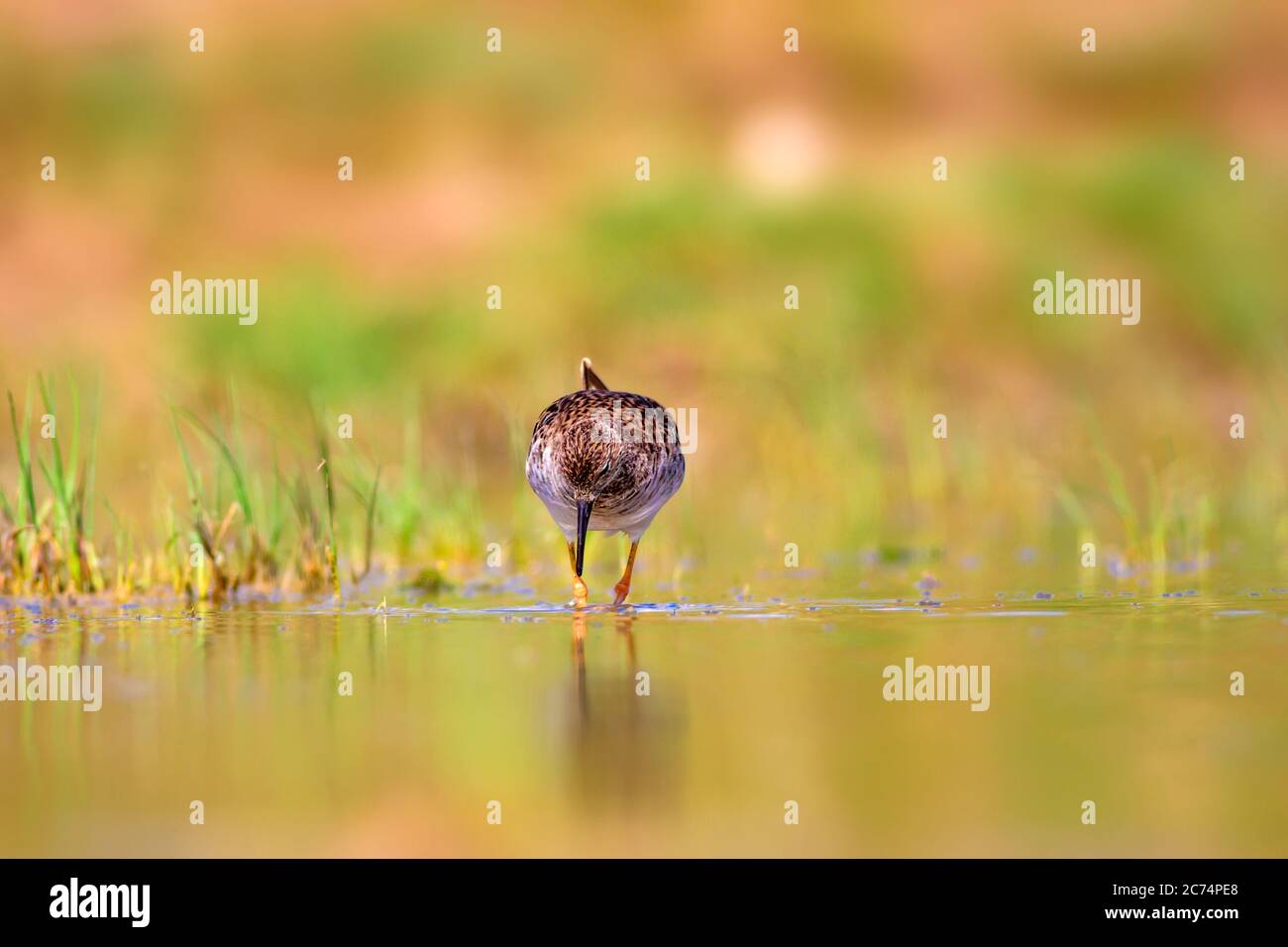 Colorful nature and water bird. Colorful nature background. Ruff ...