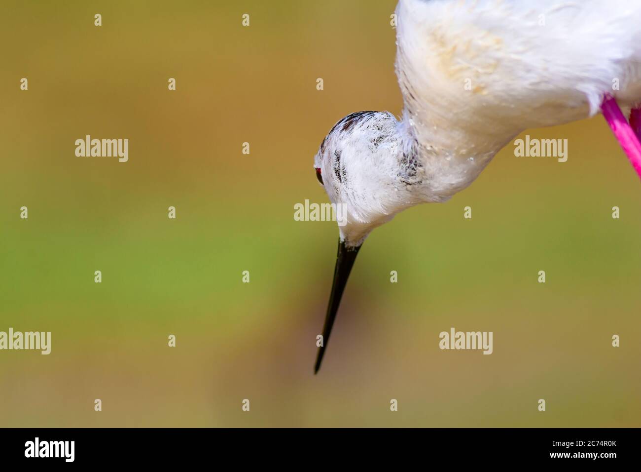 Cute bird black winged Stilt. Colorful nature background. Bird: Black ...