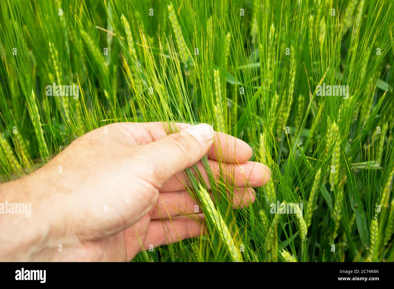 Polish grain hi-res stock photography and images - Alamy