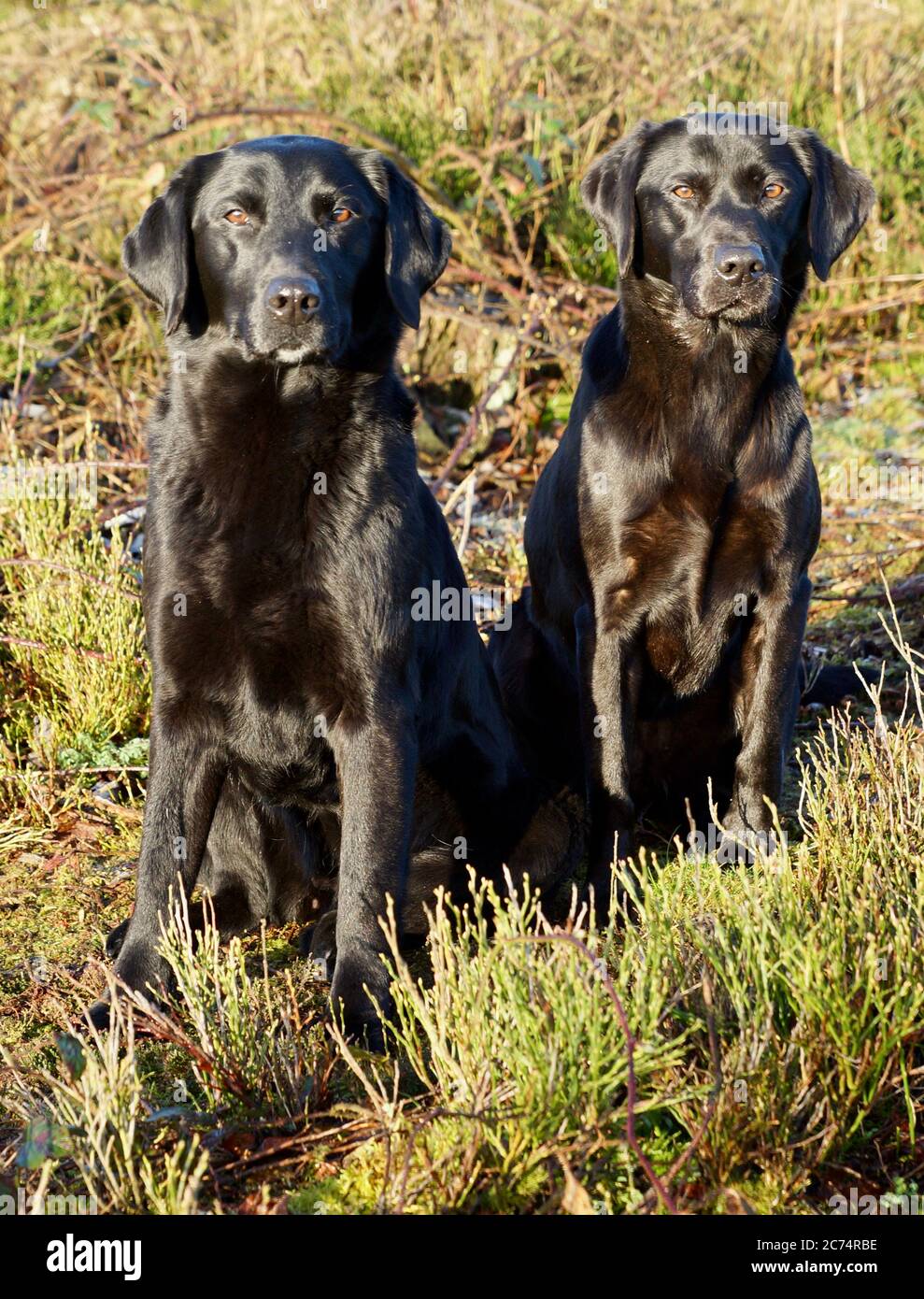 Cheshire, England, Labrador, Retriever, Gun Dogs, Working Dogs, Bird ...