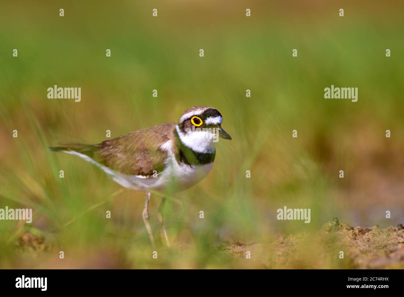Cute bird plover. Nature background. Little Ringed Plover. Charadrius ...