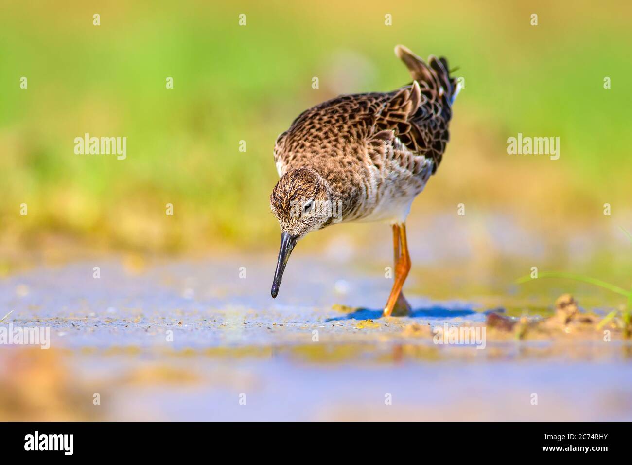 Colorful nature and water bird. Colorful nature background. Ruff ...