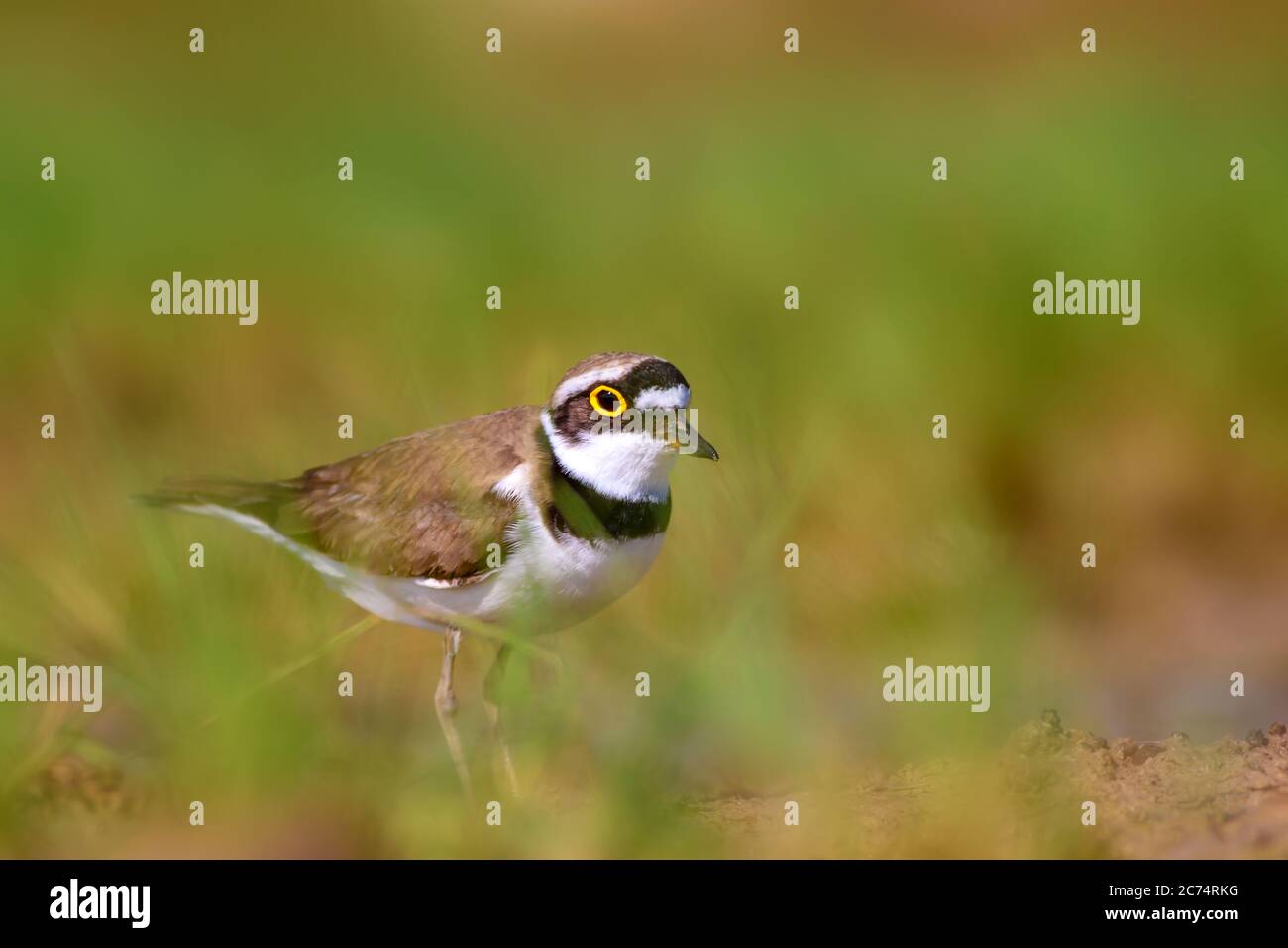 Cute bird plover. Nature background. Little Ringed Plover. Charadrius ...