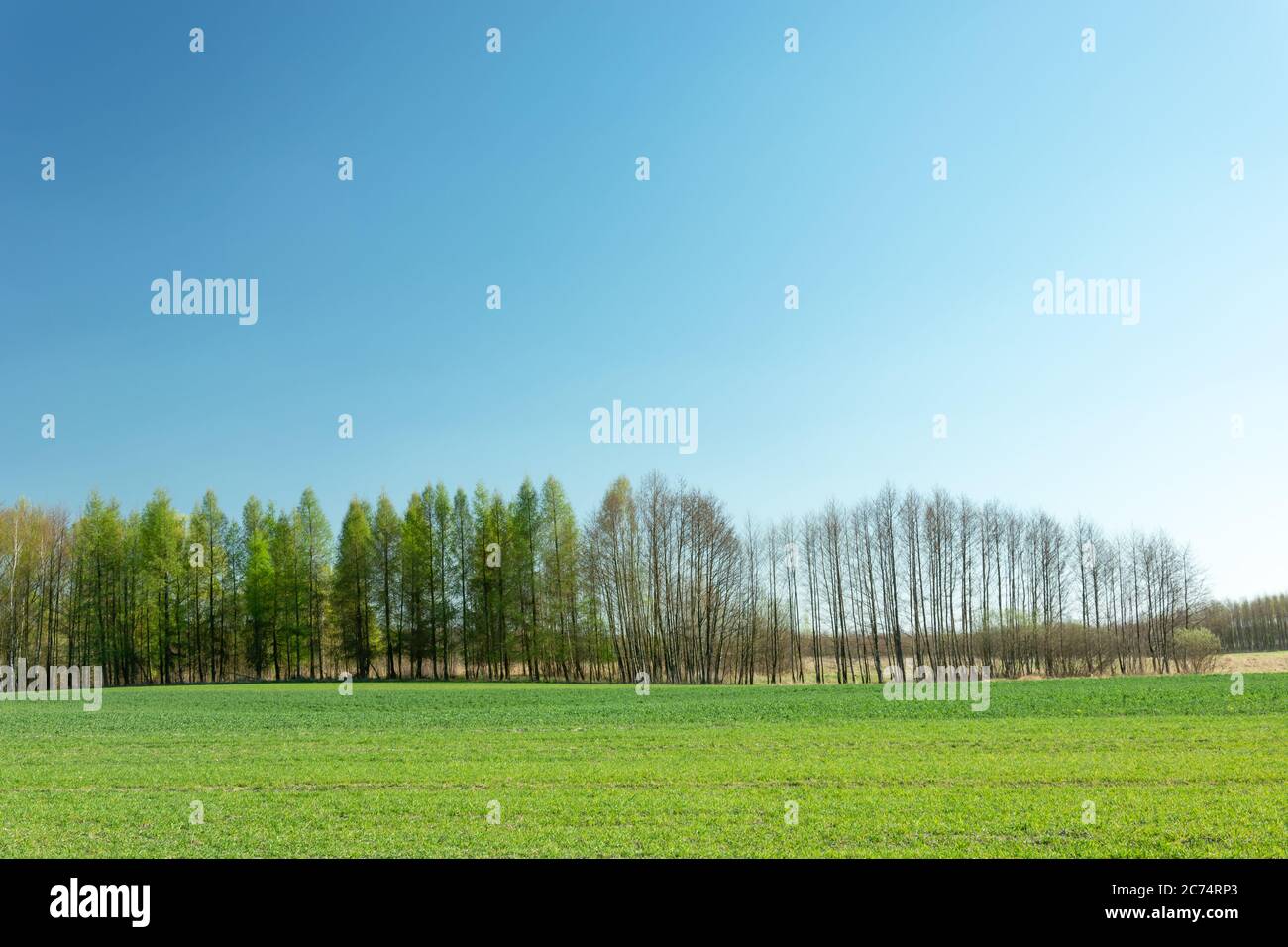 Green field strip, tree line and cloudless blue sky, spring view Stock ...