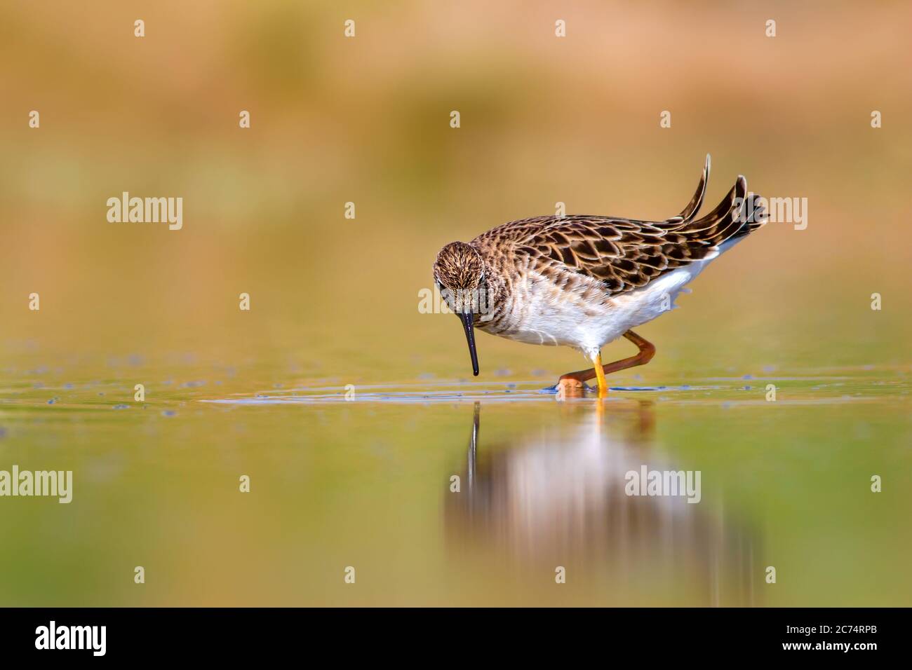 Colorful nature and water bird. Colorful nature background. Ruff ...