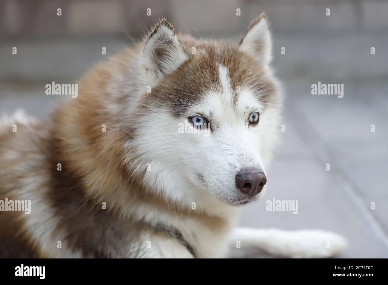portrait of a beautiful purebred siberian husky on a blue sky Stock ...