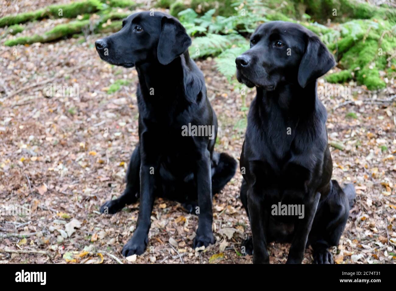 Cheshire, England, Labrador, Retriever, Gun Dogs, Working Dogs, Bird ...