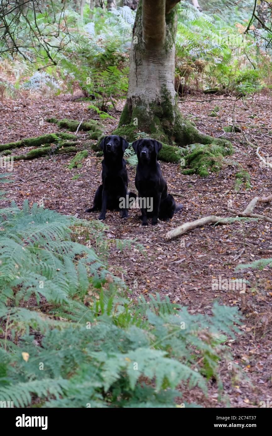 Cheshire, England, Labrador, Retriever, Gun Dogs, Working Dogs, Bird ...