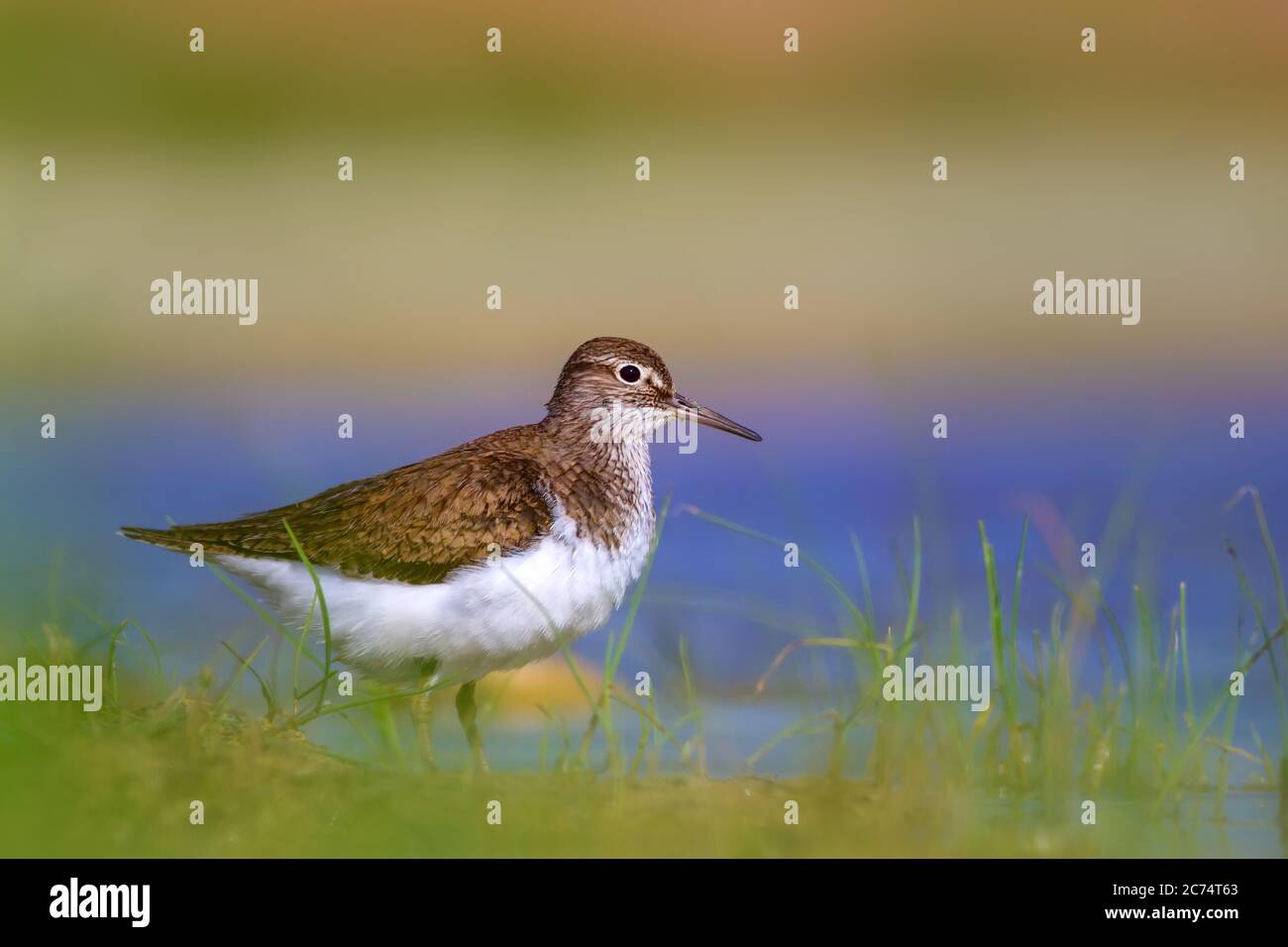 Cute water bird. Sandpiper. Nature background Stock Photo - Alamy