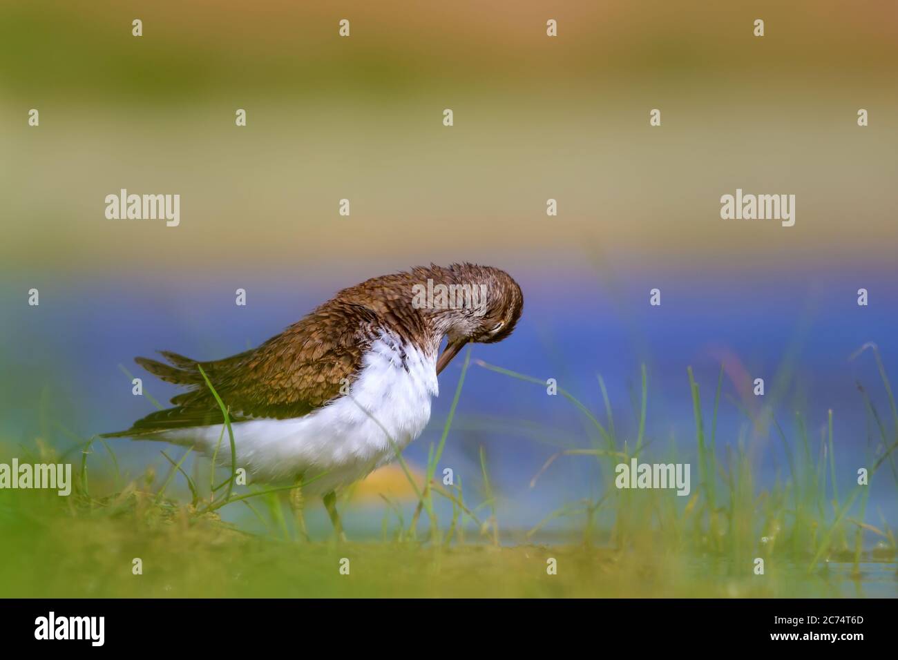Cute water bird. Sandpiper. Nature background Stock Photo - Alamy