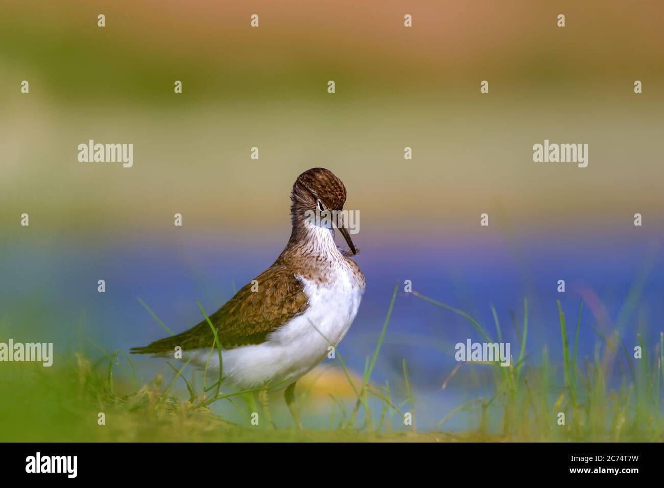 Cute water bird. Sandpiper. Nature background Stock Photo - Alamy