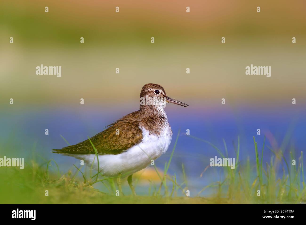 Cute water bird. Sandpiper. Nature background Stock Photo - Alamy