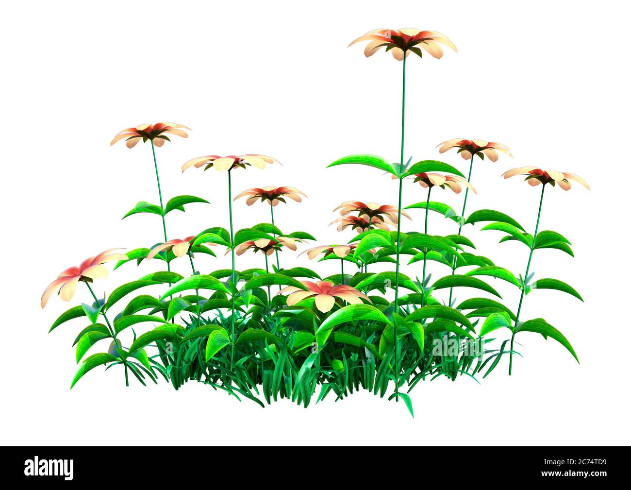 3D rendering of Ocher Rose flowers isolated on white background Stock ...