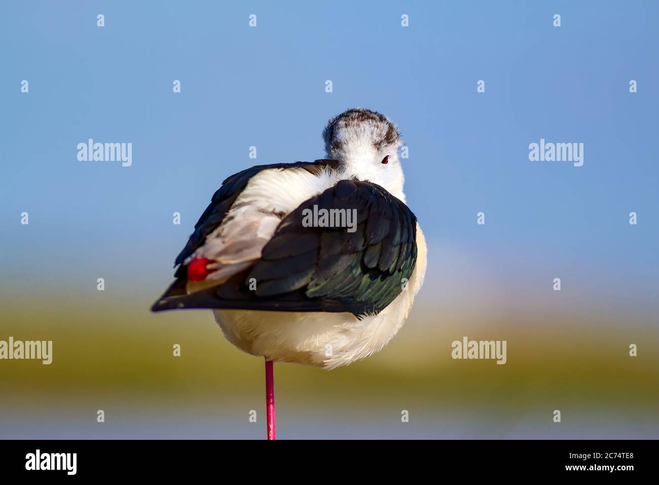 Cute bird black winged Stilt. Colorful nature background. Bird: Black ...