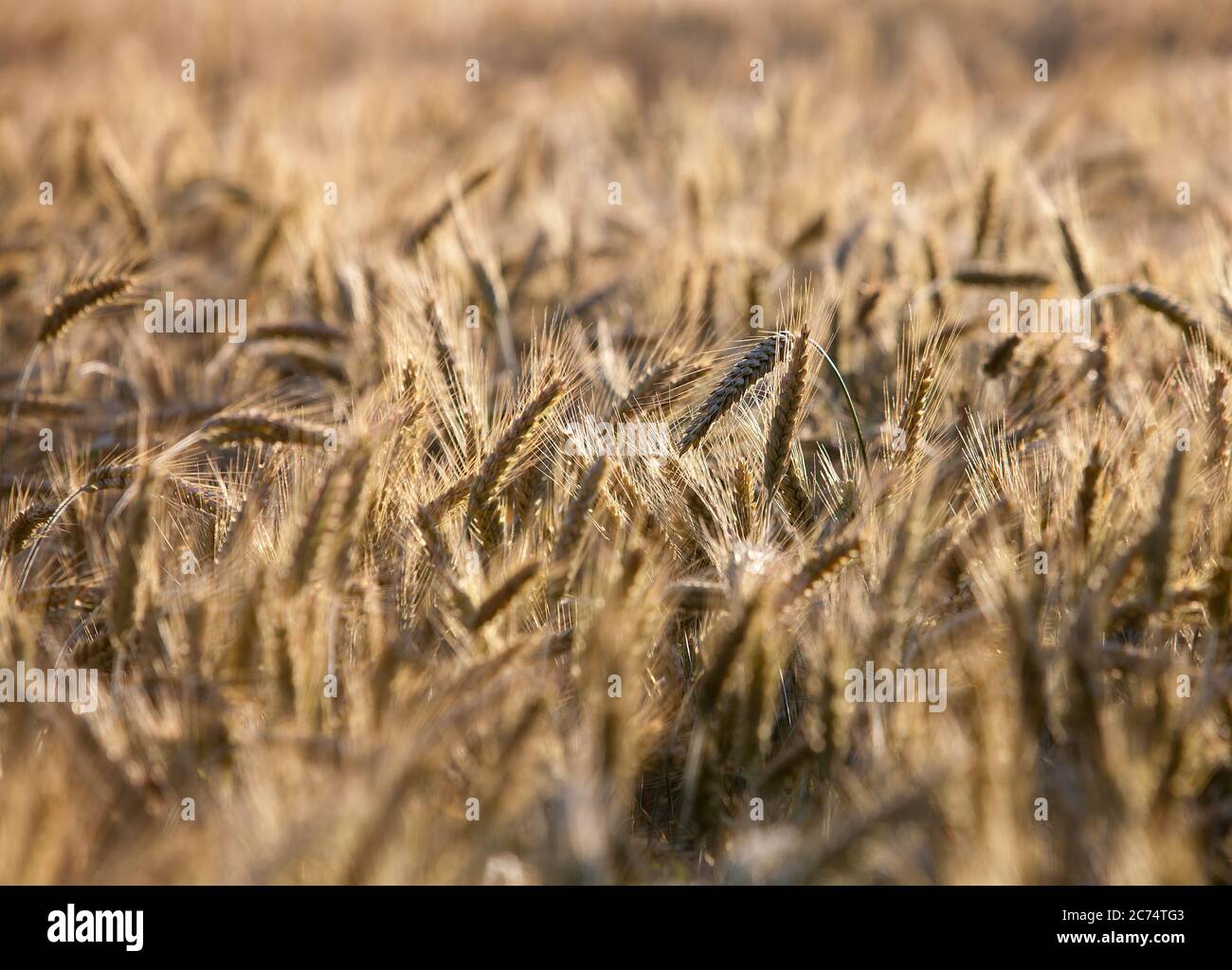 field, wheat, spike (CTK Photo/Martin Sterba Stock Photo - Alamy