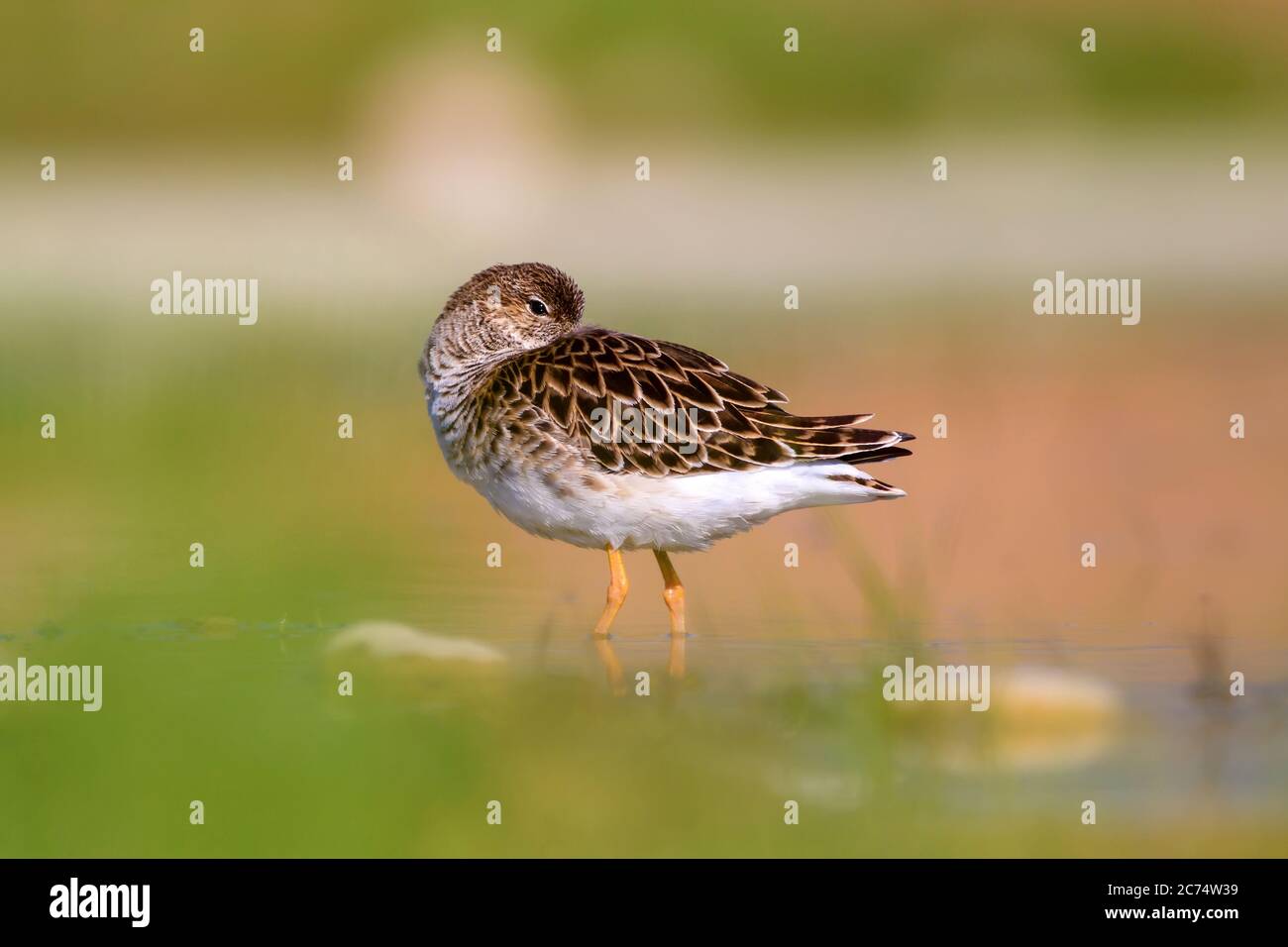 Colorful nature and water bird. Colorful nature background. Ruff ...