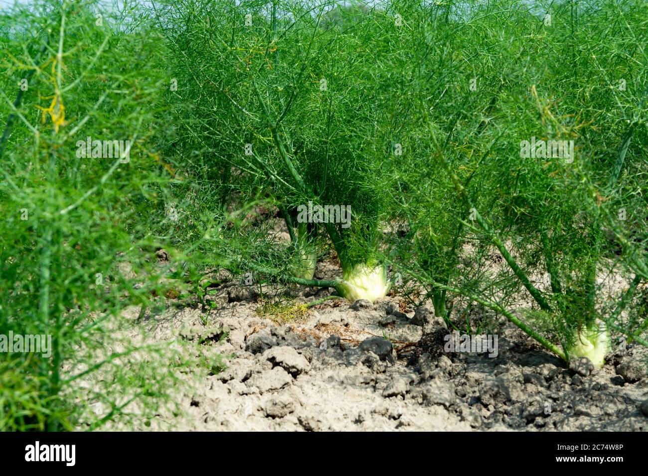 Farm field with growing green annual Florence fennel bulbing plants ...