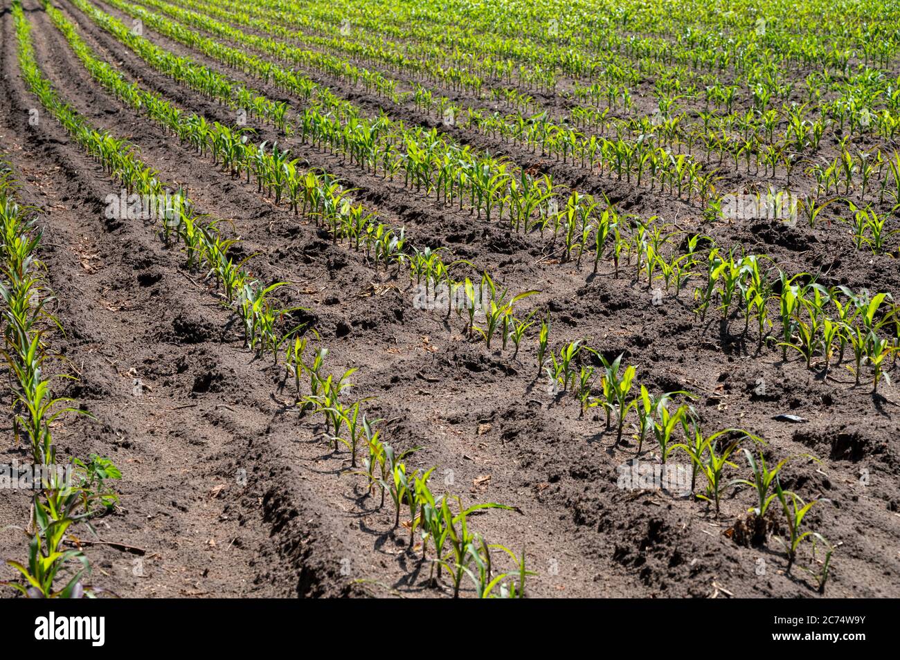 Young green sweet corn plants growing on farm field in sunny day Stock ...