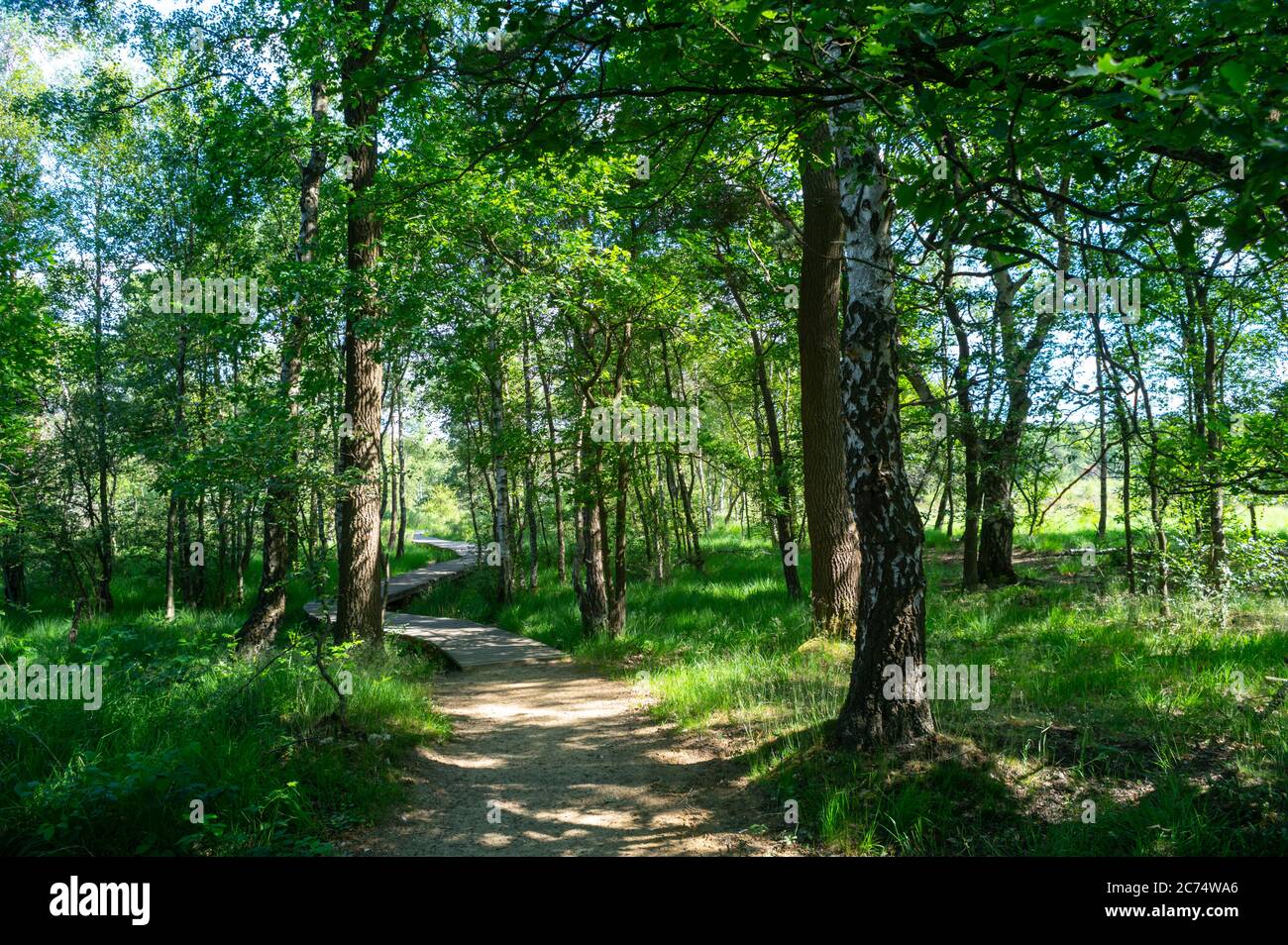 Summer vacation destination in Europe, green Kempen forest and meadows ...