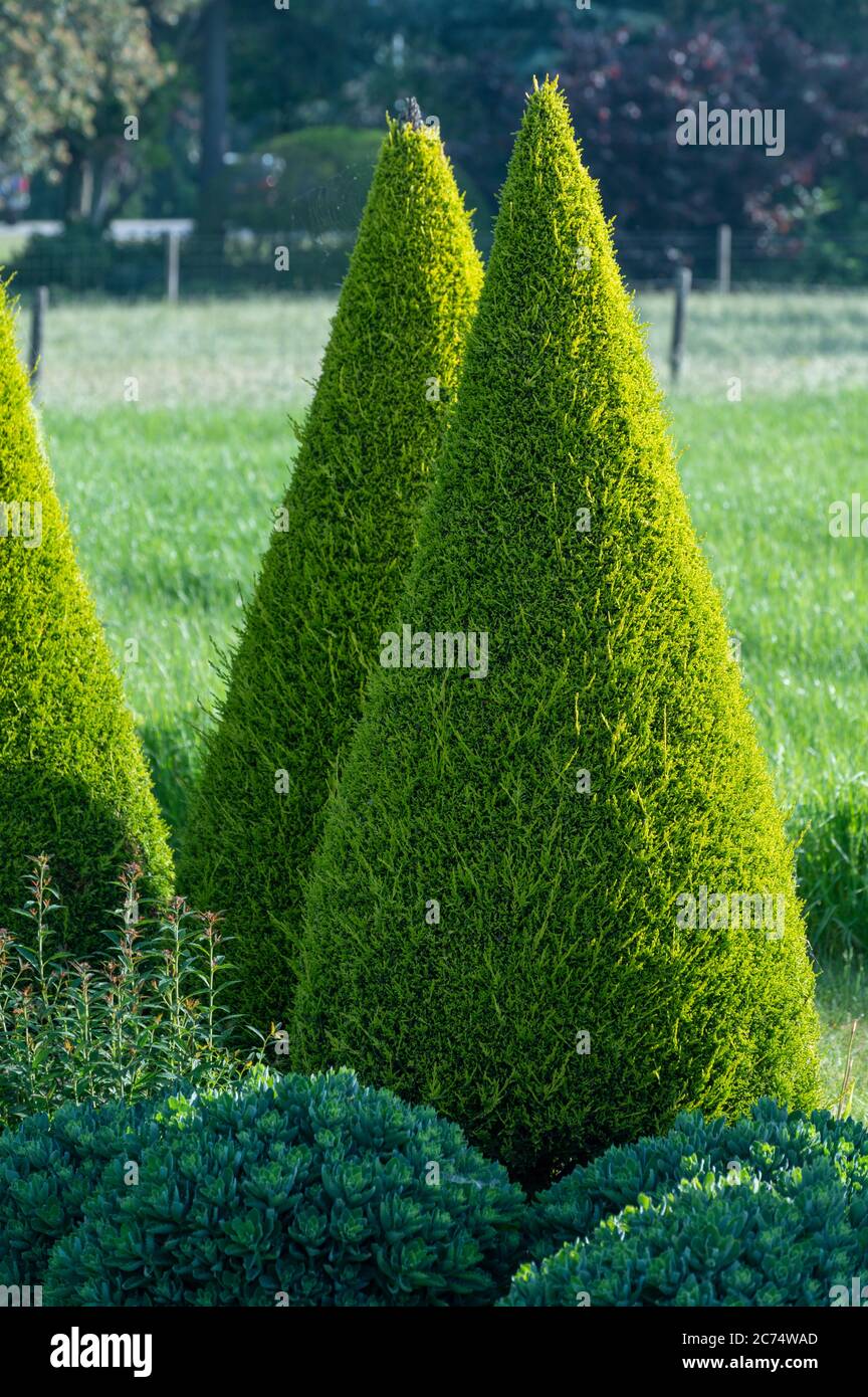 Well groomed green conical thuja coniferous trees in garden Stock Photo ...