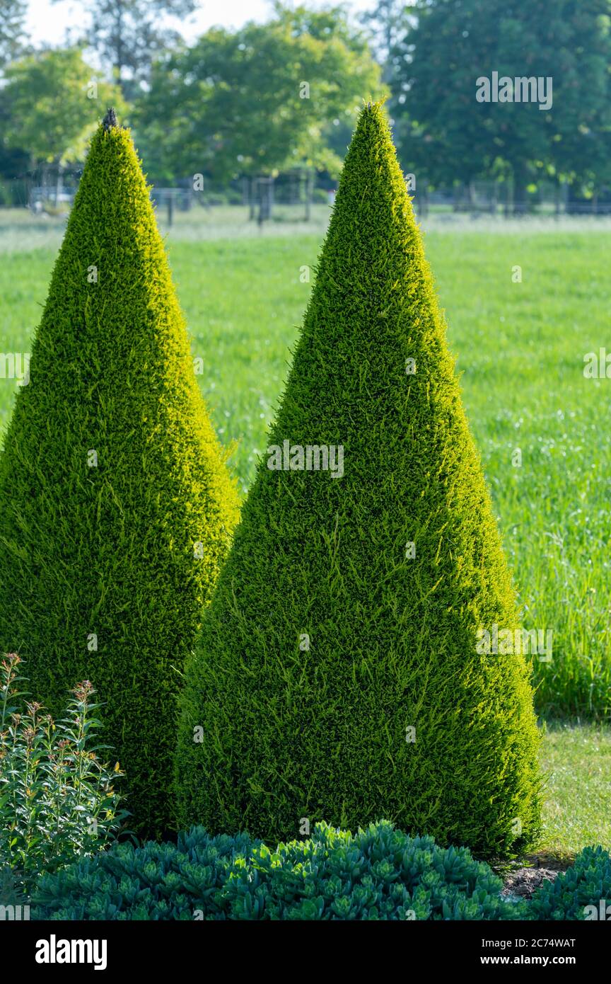 Well groomed green conical thuja coniferous trees in garden Stock Photo ...
