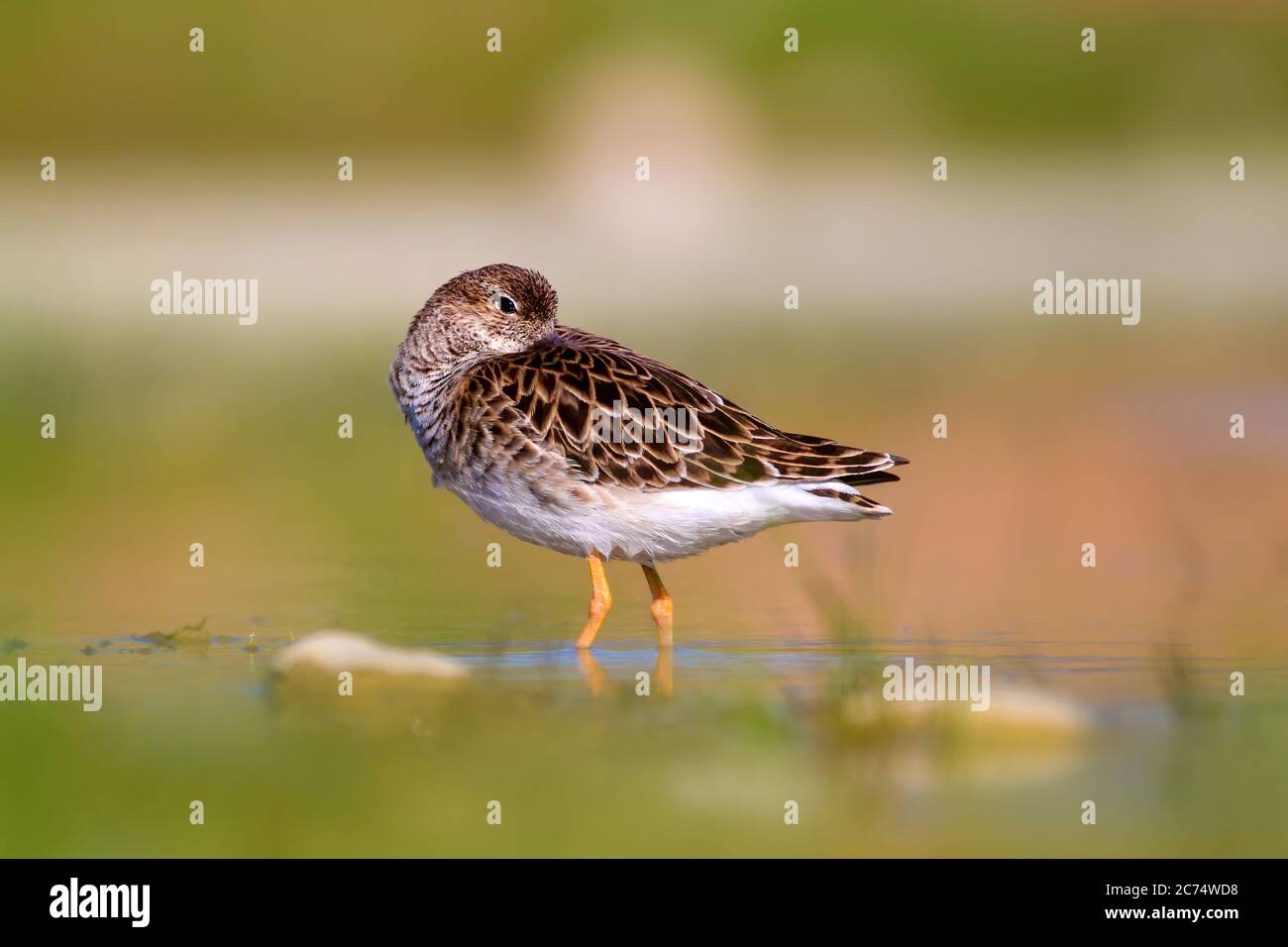 Colorful nature and water bird. Colorful nature background. Ruff ...