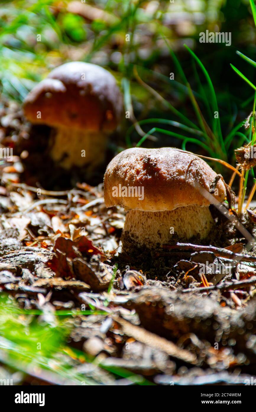 King of tasty edible mushrooms, boletus edulis porcini cepe growing in ...