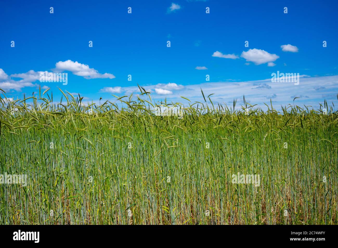 Green fields of ripening rye grain plants in sunny day, nature ...