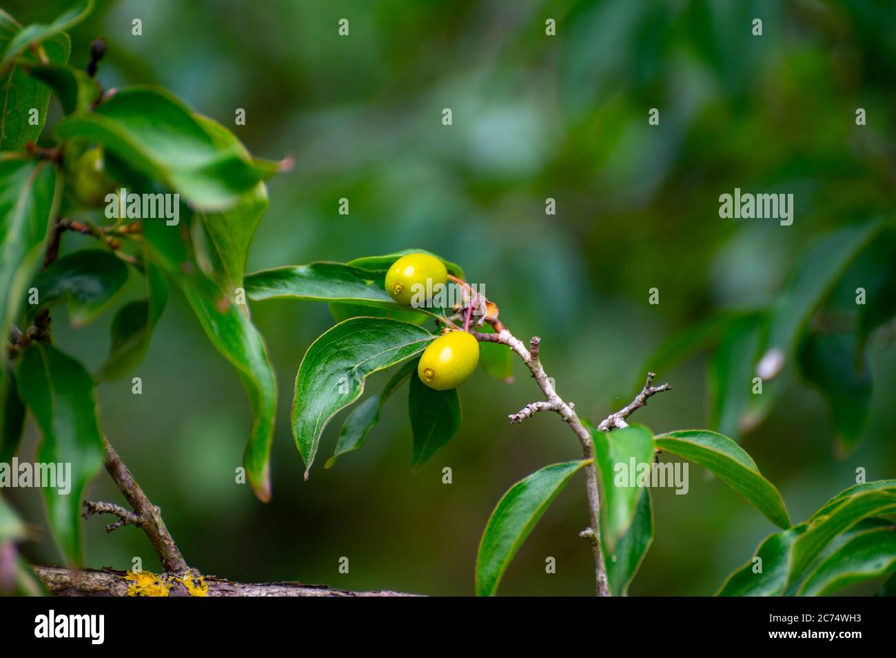 Botanical collection of medicinal plants and herbs, dogwood or Cornus ...