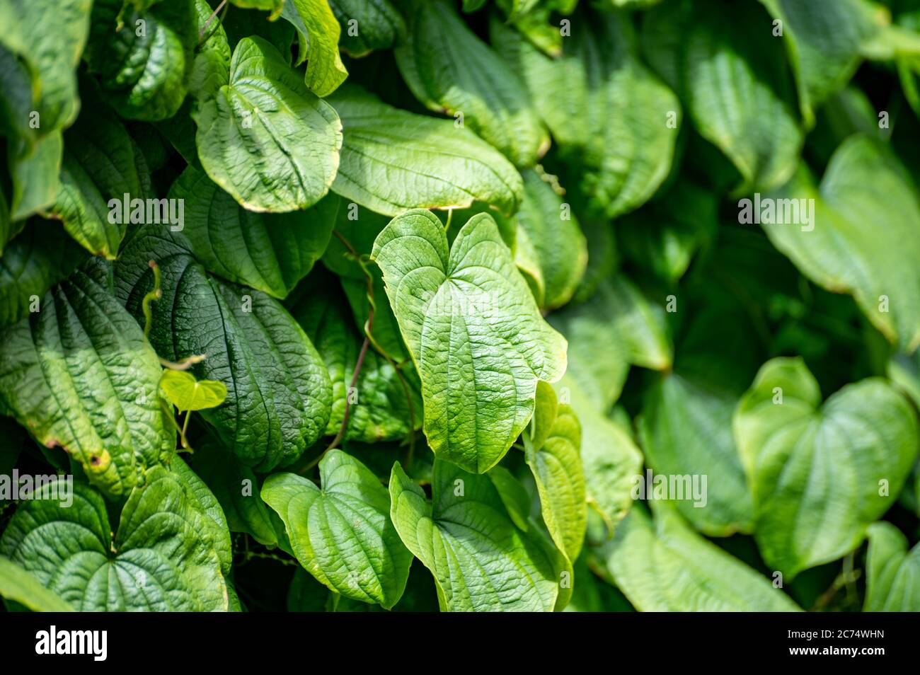 Black bryony leaf close hi-res stock photography and images - Alamy