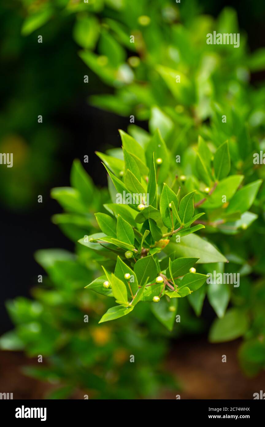 Botanical collection of medicinal plants and herbs, Myrtus communis or ...