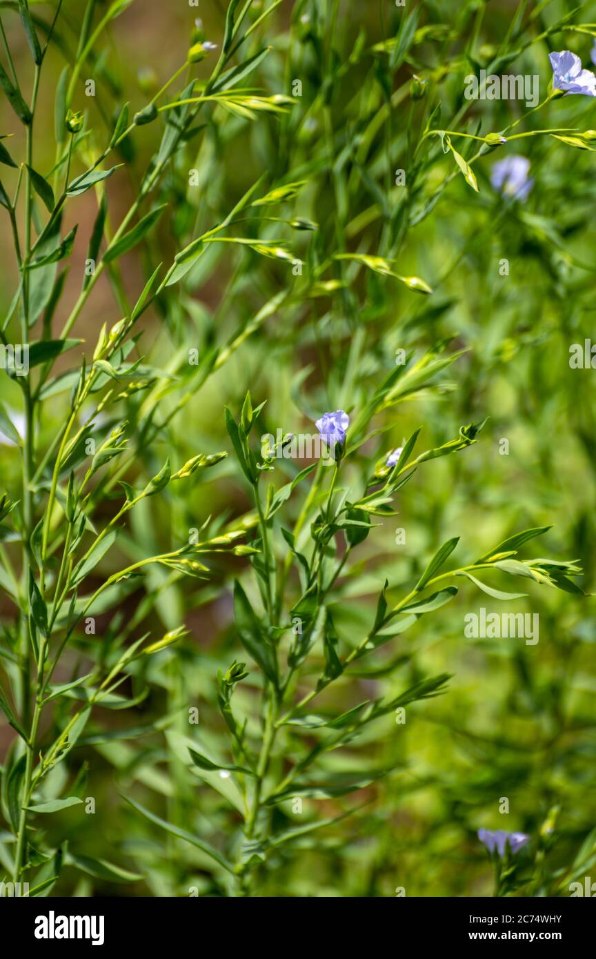 Botanical collection of medicinal and edible plants, Flax or Linum ...