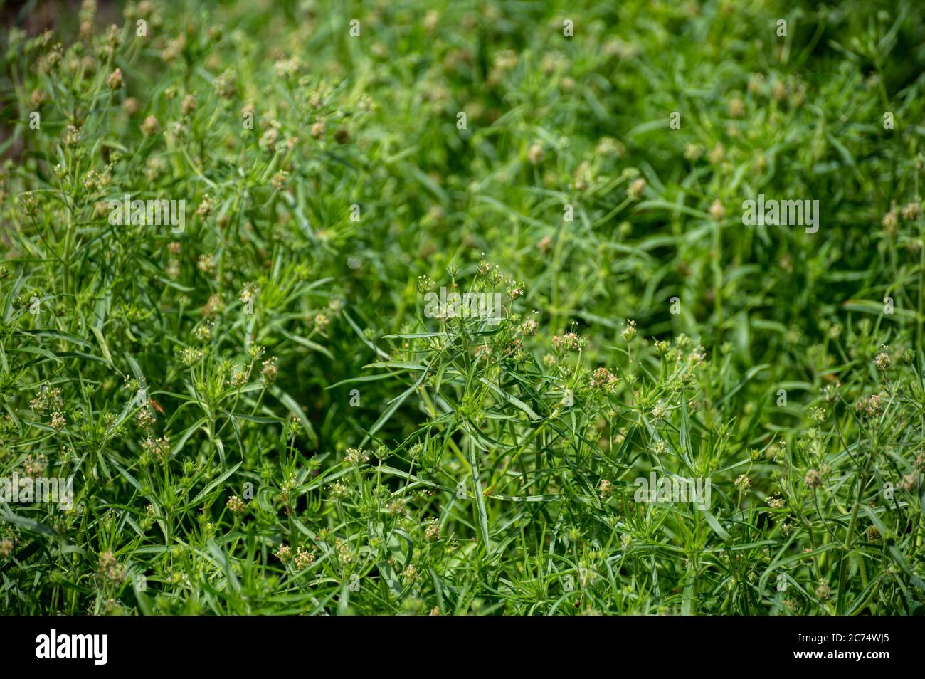 Botanical collection of medicinal and edible plants, Plantago ovata, or ...