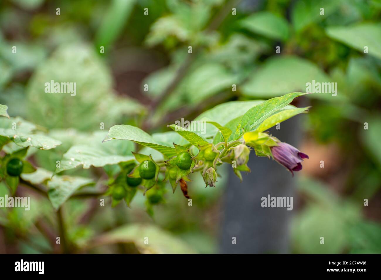 Botanical collection of poisonious plants and herbs, Atropa belladonna ...