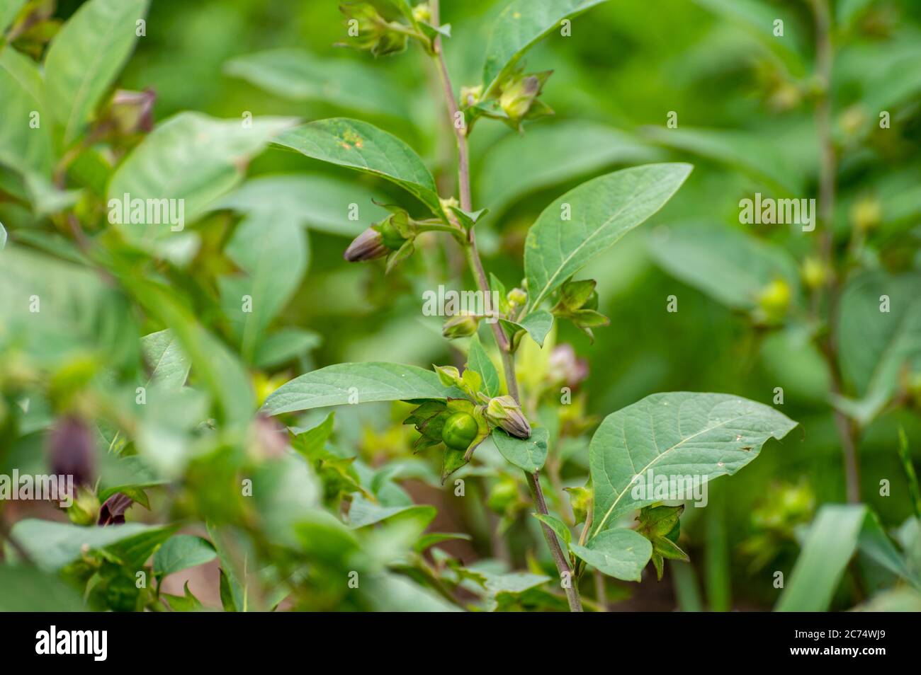 Botanical collection of poisonious plants and herbs, Atropa belladonna ...