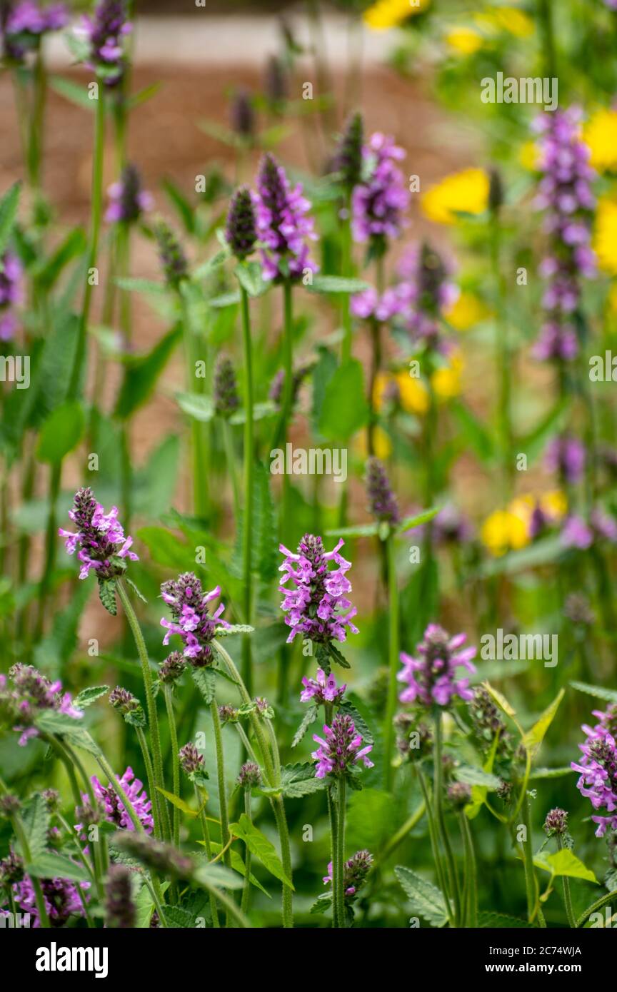Stachys grandiflora superba hi-res stock photography and images - Alamy