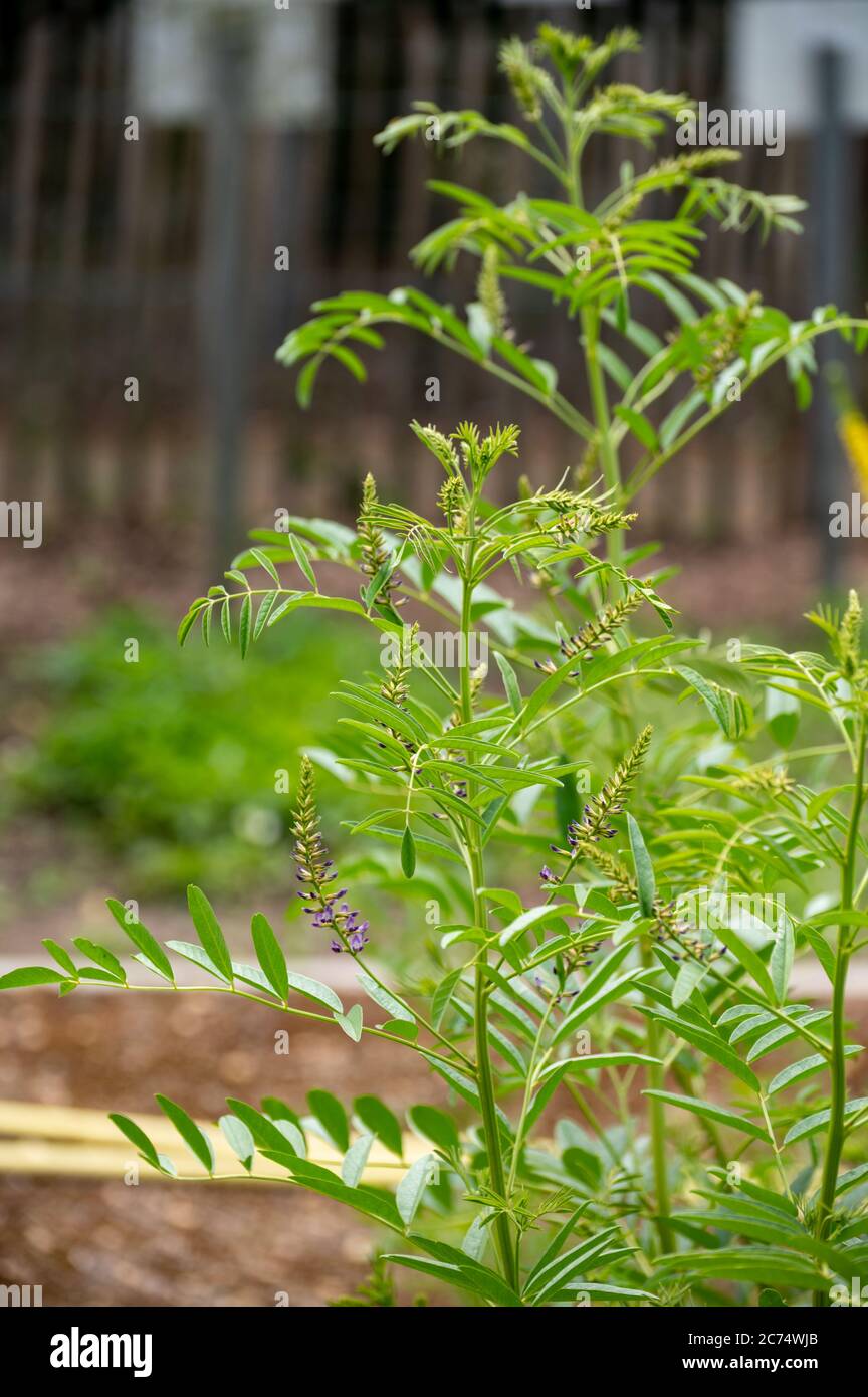 Spice drop candy hi-res stock photography and images - Alamy