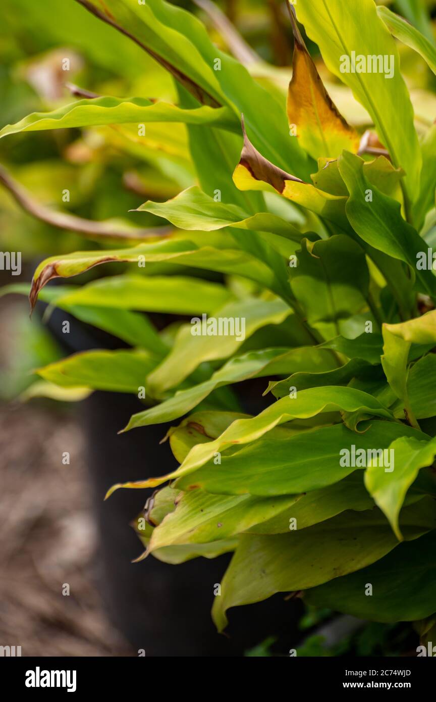 Botanical collection of medicinal or aromatic plants and herbs ...