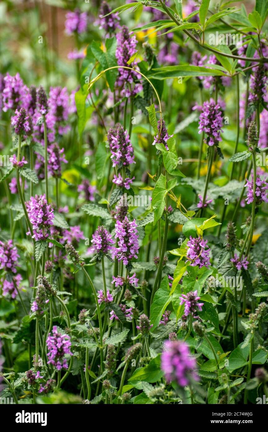 Betony superba hi-res stock photography and images - Alamy